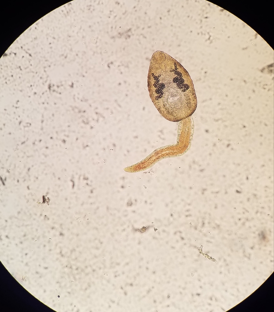 Ribeiroia ondatrae from Purdue Wildlife Area Wetland on May 23, 2021 at ...