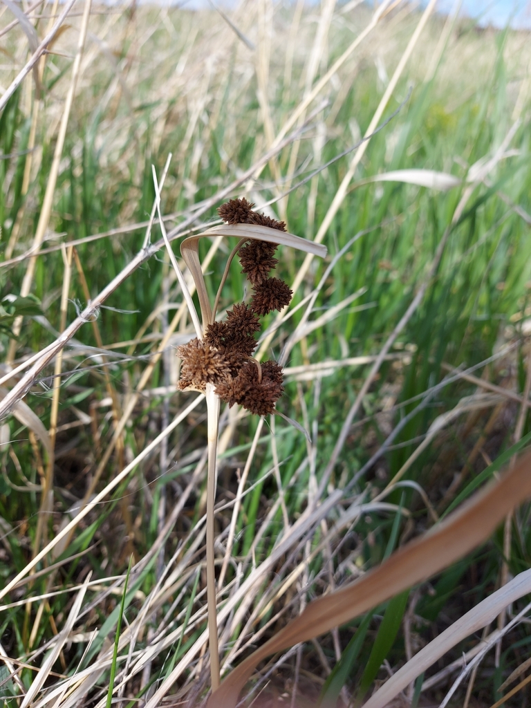 Pȟeží Iwíčhakȟoyaka (Grass which They Wear), or Pale Bulrush (Flora and ...