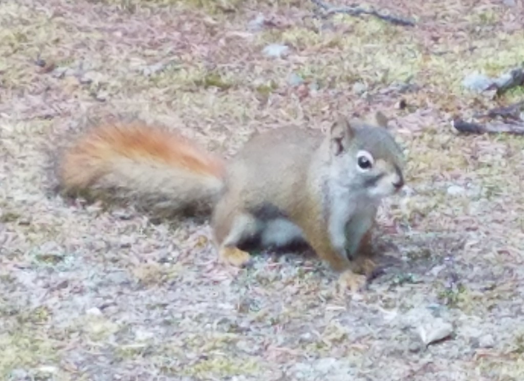 American Red Squirrel from Yukon, YT, Canada on June 18, 2017 at 08:00 ...