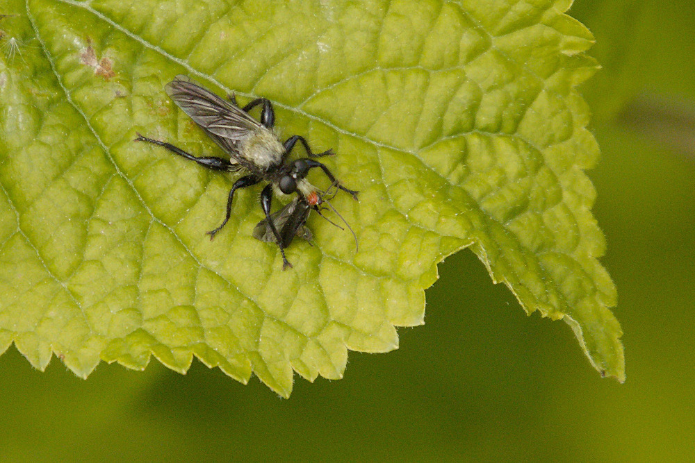 Bee-mimic Robber Flies from Great Smoky Mountains NP, Swain County, NC ...