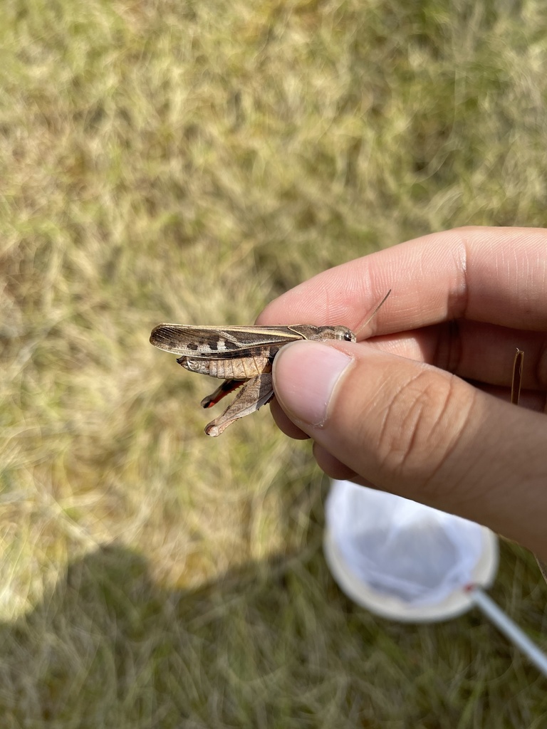 Coral-winged Grasshopper from W Farm Truck Rd, Paradise, MI, US on June ...