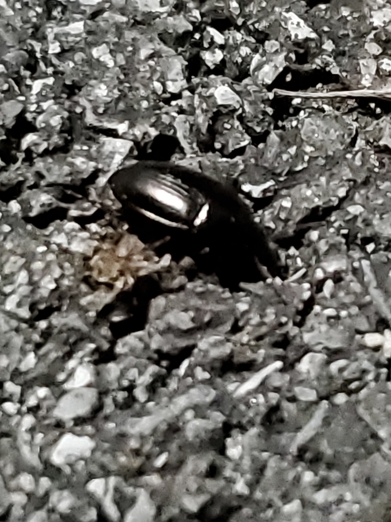 Common Sun Beetle in June 2021 by epic2112 · iNaturalist