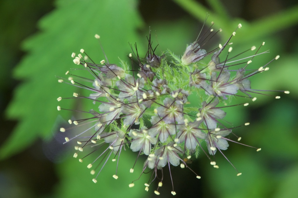 Pacific Waterleaf (Carkeek Park, NW Seattle) · iNaturalist