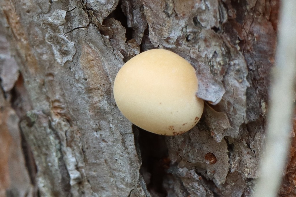 Veiled Polypore from Durham, Ontario, Canada on May 01, 2021 at 05:00 ...