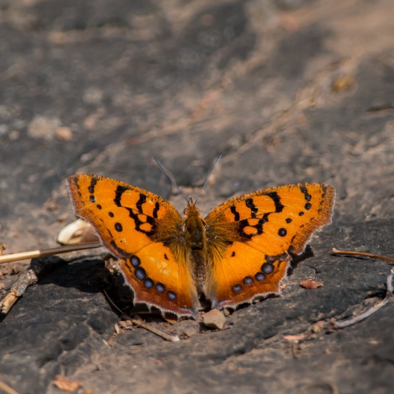 Pirate (Zingela Butterflis & Moths) · iNaturalist