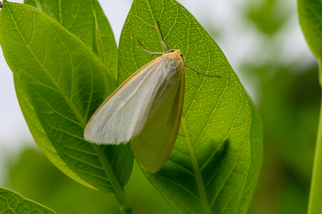Delicate Cycnia Moth from Montgomery, Maryland, United States on June ...