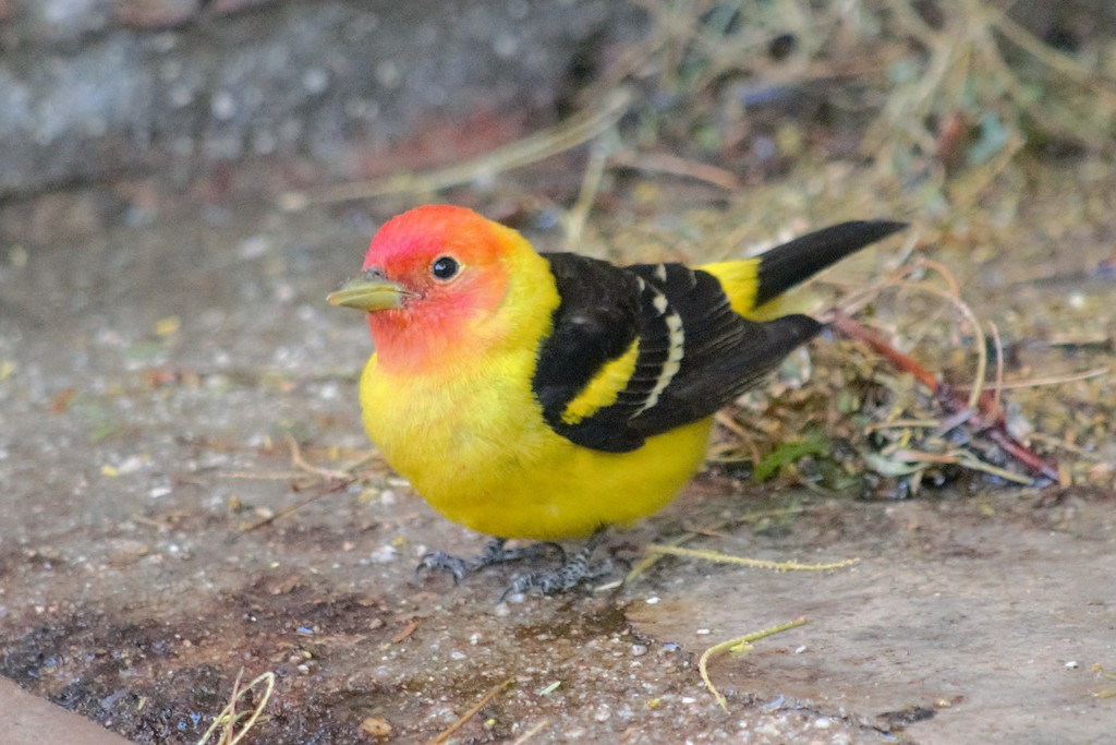 Piranga capucha roja (Aves del CCH Azcapotzalco ) · iNaturalist
