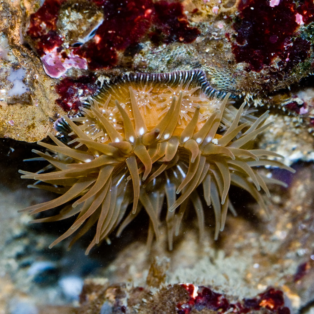 Brooding Anemone (Rocky Intertidal Species Southern California ...