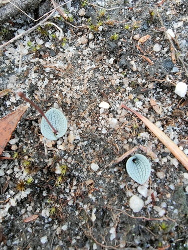 Lonely Hammer Orchid (Drakaea isolata) · iNaturalist