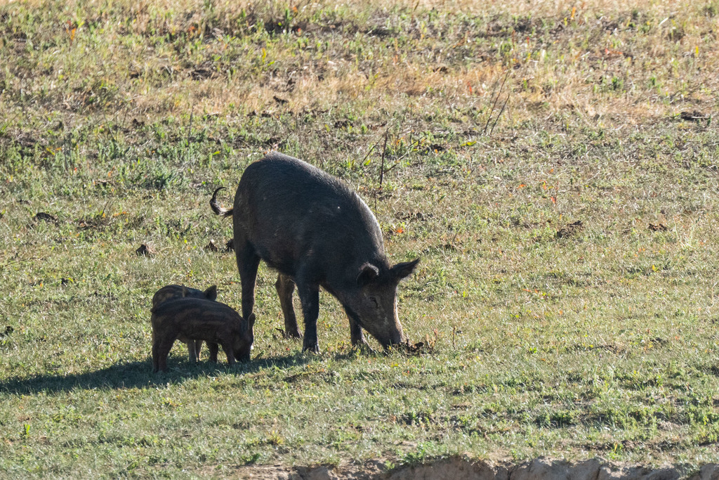 Wild Boar from Santa Clara County, CA, USA on May 30, 2021 at 06:02 PM ...