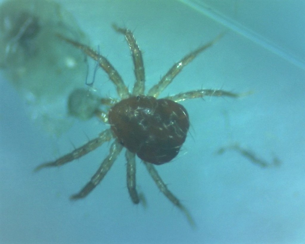 Whirligig Mites from Wallsend NSW 2287, Australia on September 1, 2019 ...