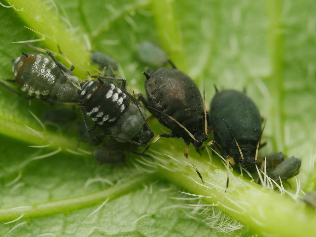 Black Bean Aphid (London’s Animals) · iNaturalist