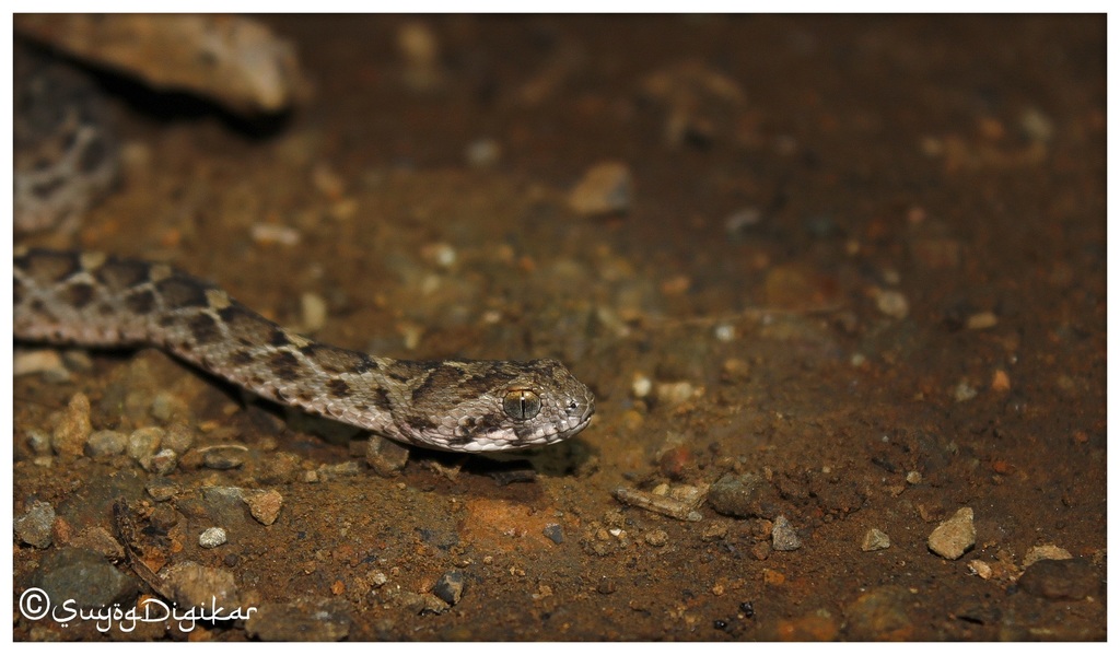 Indian saw-scaled viper from Pune, Maharashtra, India on July 19, 2020 ...