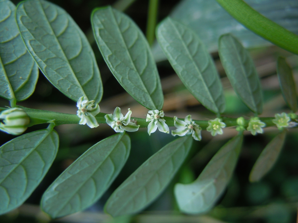 (Phyllanthus odontadenius) - Botanical Realm