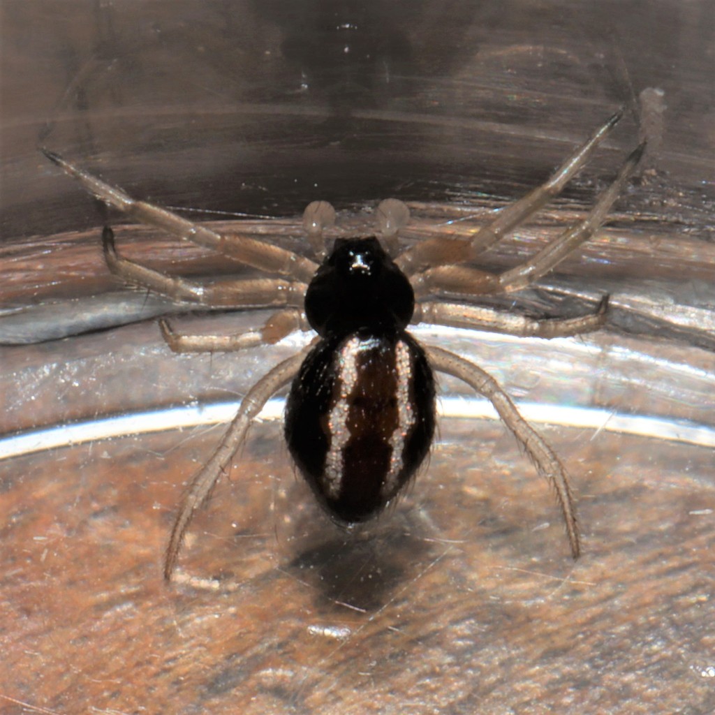 Superb Ant-eater Spider from Wallsend NSW 2287, Australia on June 11 ...