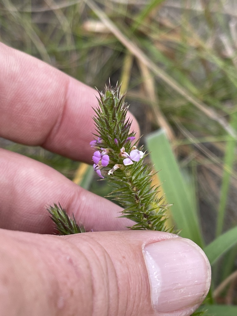 Purple Heath from EC, ZA on May 22, 2021 at 10:53 AM by Troos van der ...