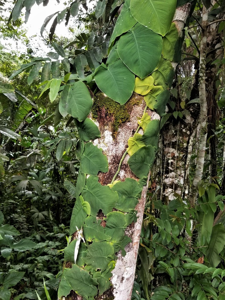 shingles plant from Shushufindi, Parque Nacional Yasuní, EC-SU, EC on ...