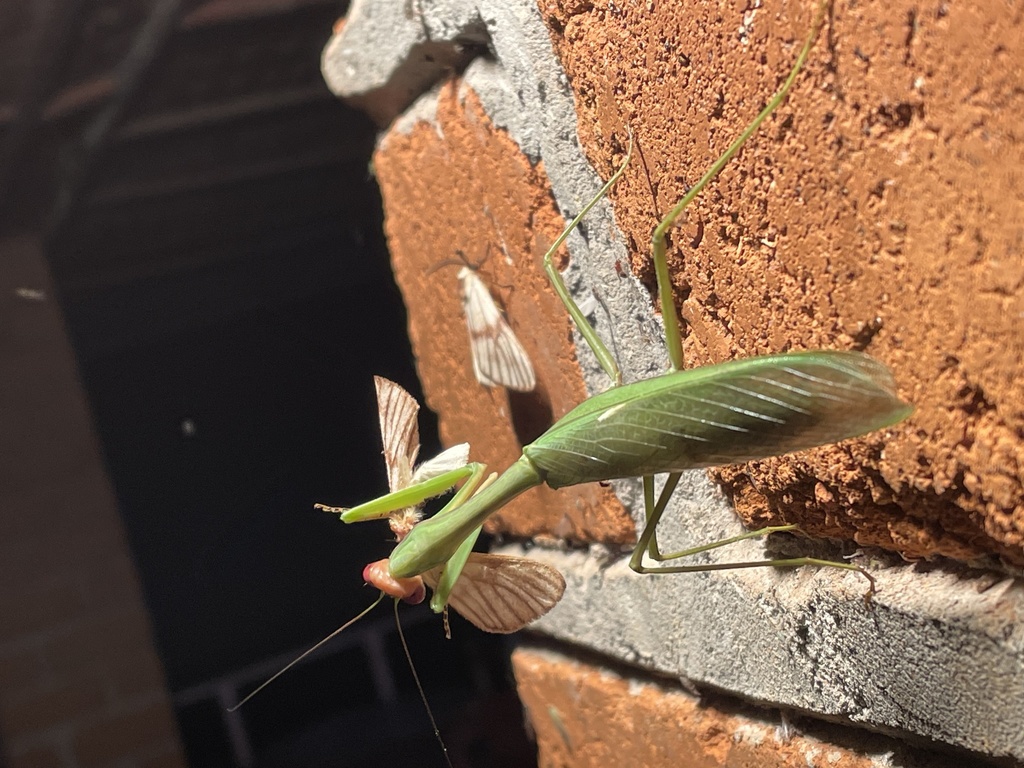 Tismomorpha from Centre, CM on May 17, 2021 at 08:55 PM by Stefaneakame ...