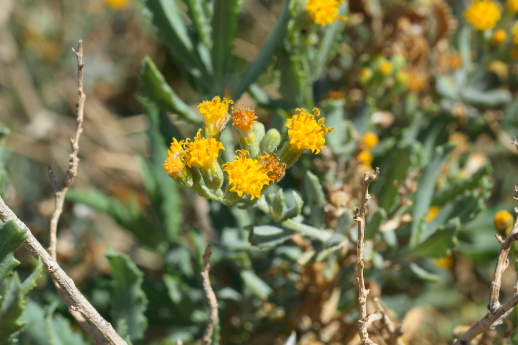 Bushy Groundsel from Muloorina SA 5733, Australia on May 26, 2009 at 01 ...
