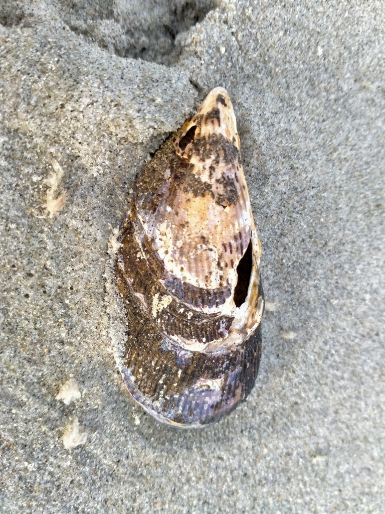 New Zealand Ribbed Mussel from Otago 9018, New Zealand on June 03, 2021 ...