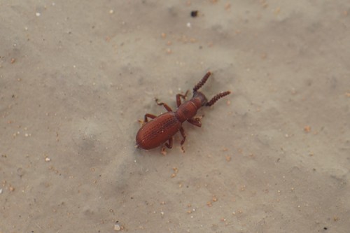 Dichillus pertusus · iNaturalist