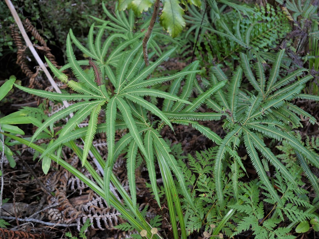 Umbrella fern from Auckland, New Zealand on April 3, 2021 at 12:08 PM ...