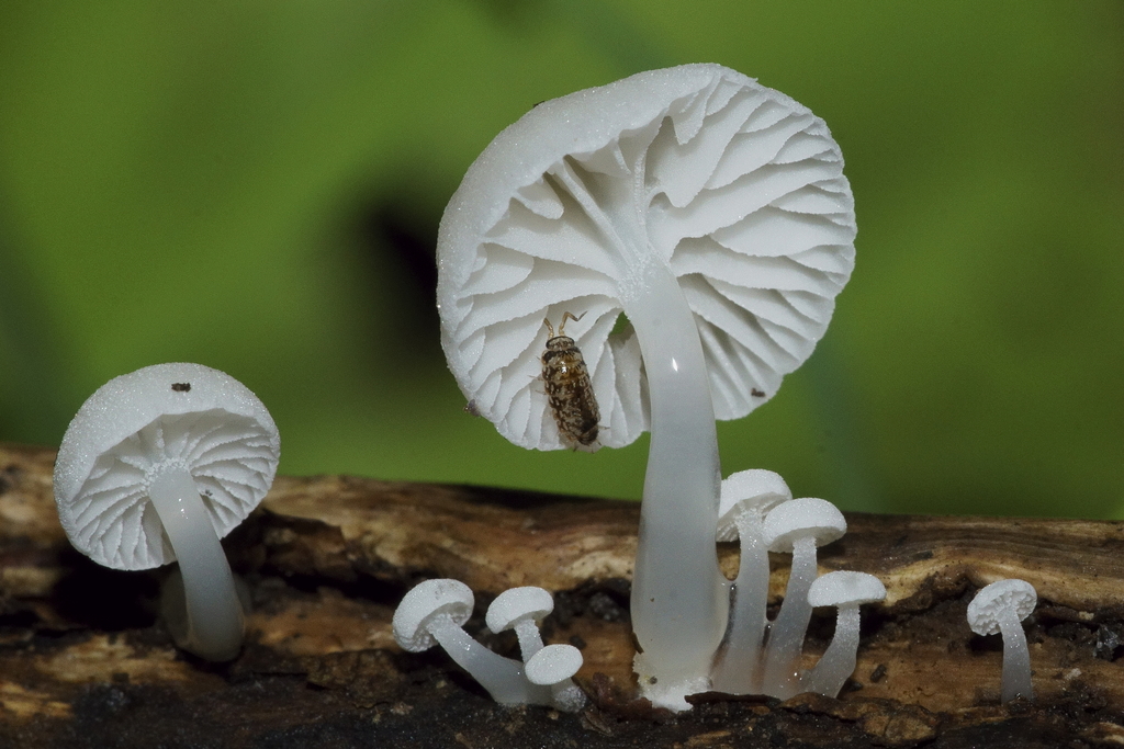 Austral Dripping Bonnet from Wainuiomata, Lower Hutt, Neuseeland on ...