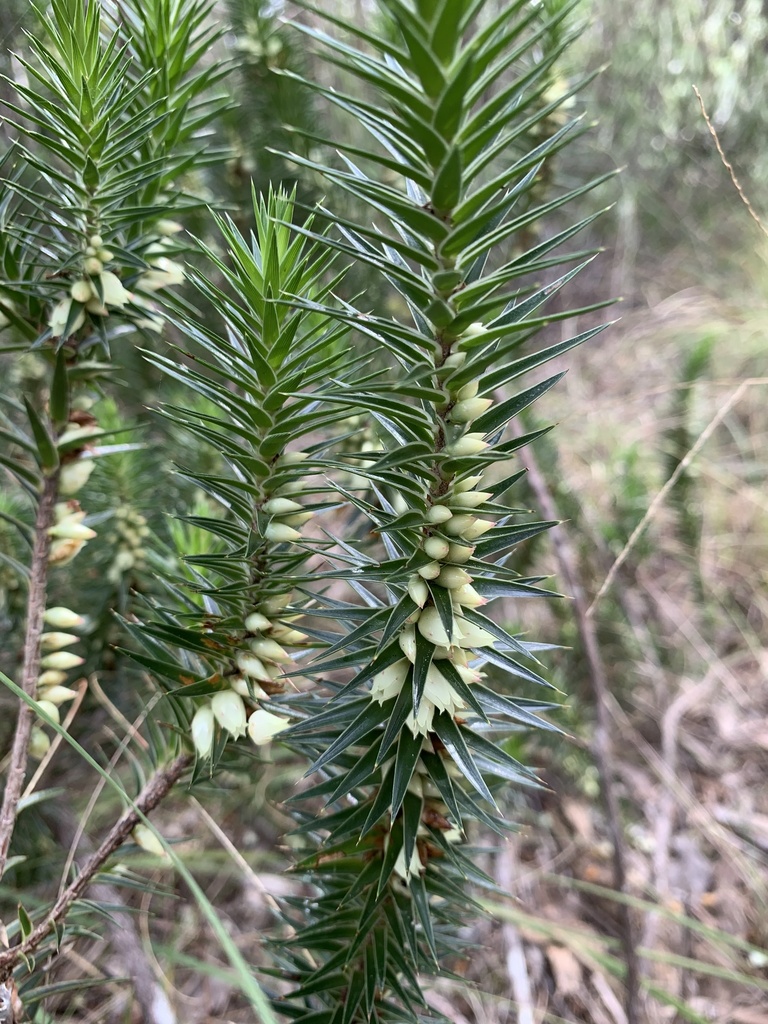 Melichrus adpressus (Wildflowers List) · iNaturalist