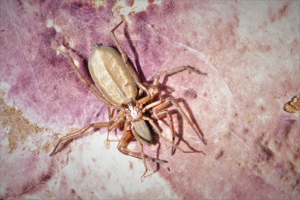 Hemicloea from 1555 Monkerai Rd, Monkerai NSW 2415, Australia on July ...
