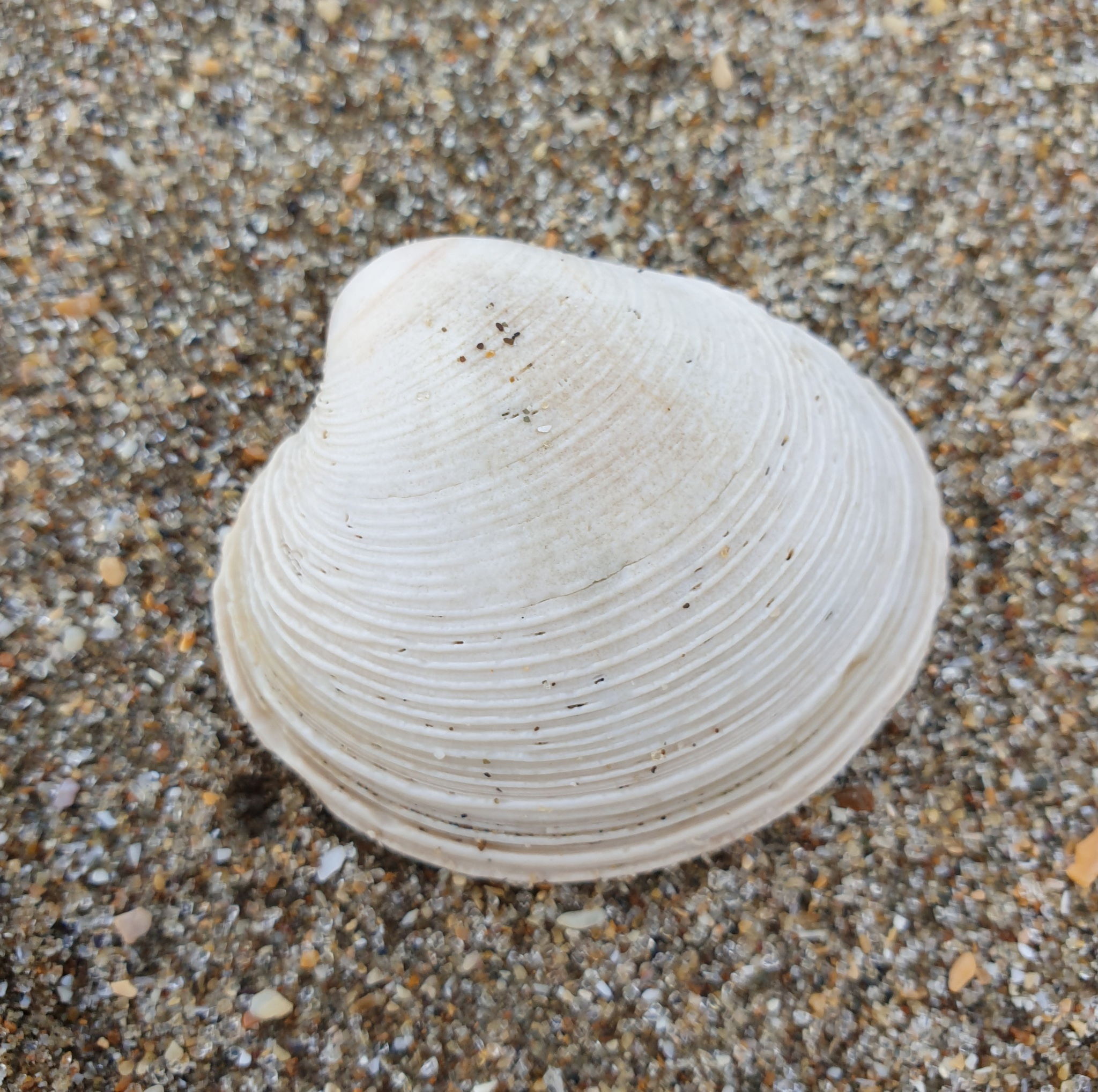 Dosina mactracea (Broderip, 1835)