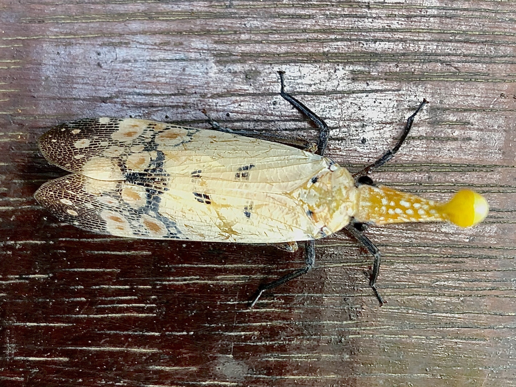 Pyrops watanabei (Matsumura, 1913)