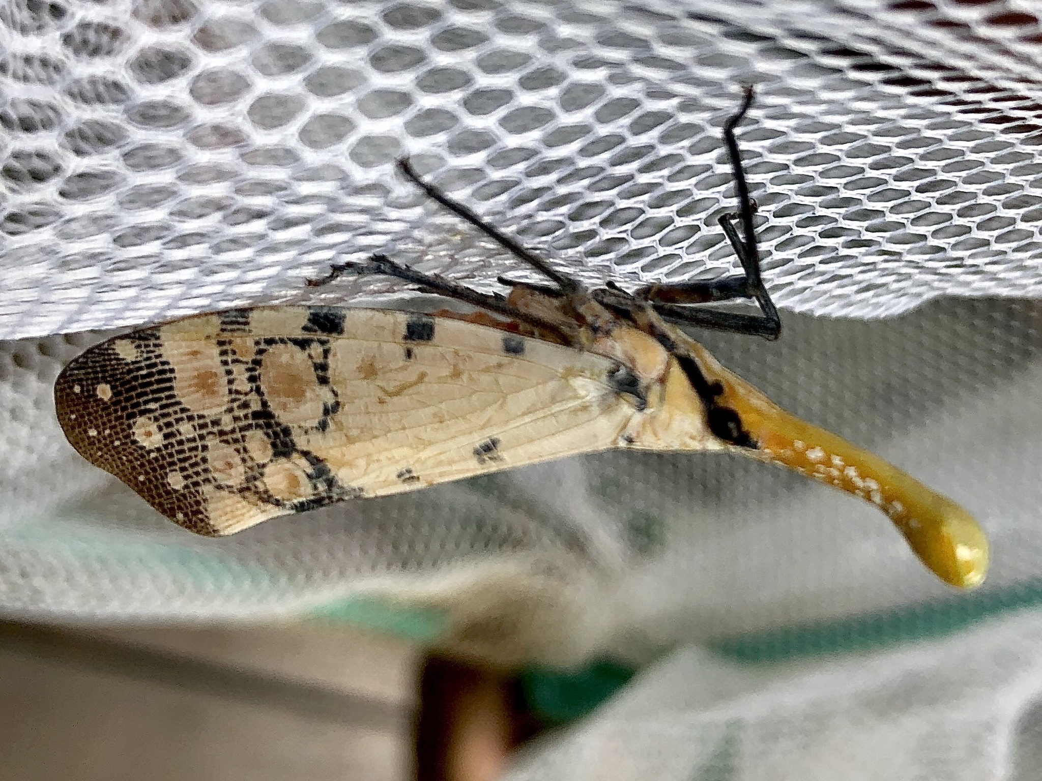 Pyrops watanabei (Matsumura, 1913)