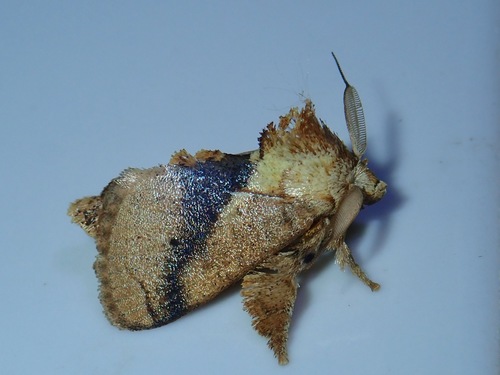 Susica heringi · iNaturalist