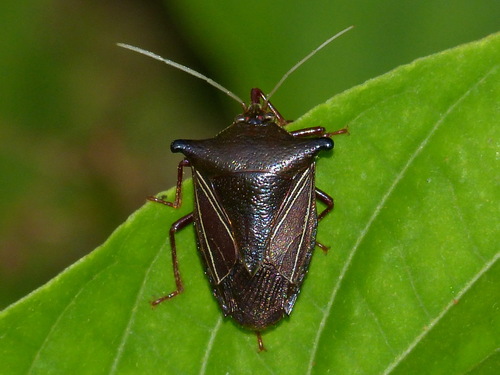 (Edessa jugata)