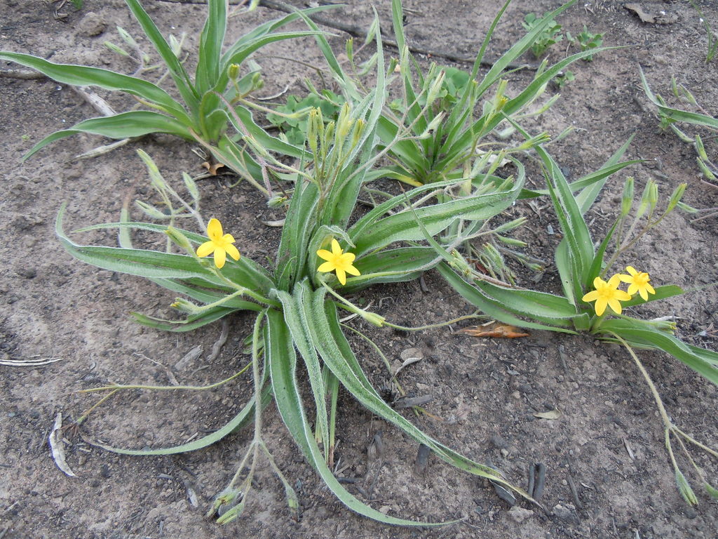 Shaggy Stargrass (Eastford Glen - Locally Indigenous Species Observed 20240124) · iNaturalist
