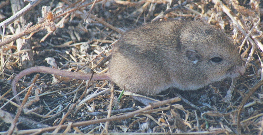 San Joaquin Pocket Mouse from Kern County, CA, USA on June 8, 2000 at ...