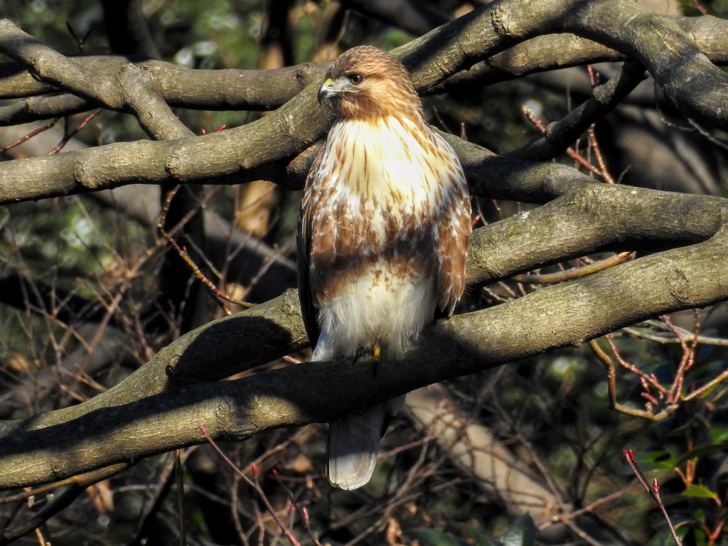 Eastern Buzzard from Yoyogikamizonocho, Shibuya City, Tokyo 151-0052 ...