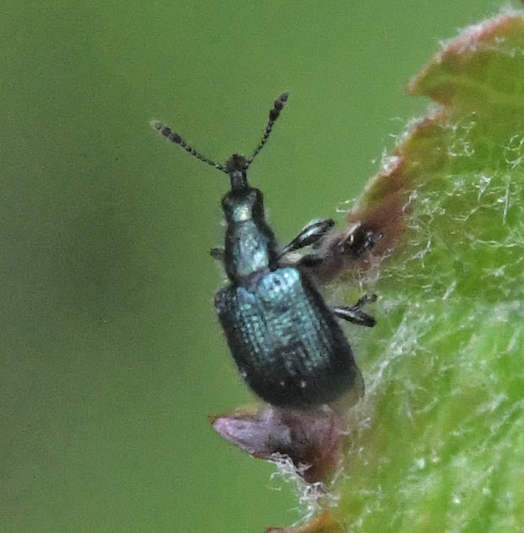 Involvulus icosandriae (J.A.Scopoli, 1763)