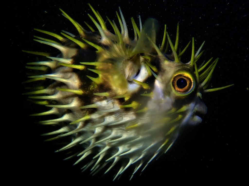 Globefish (Diodon nicthemerus) - Marine Life Identification