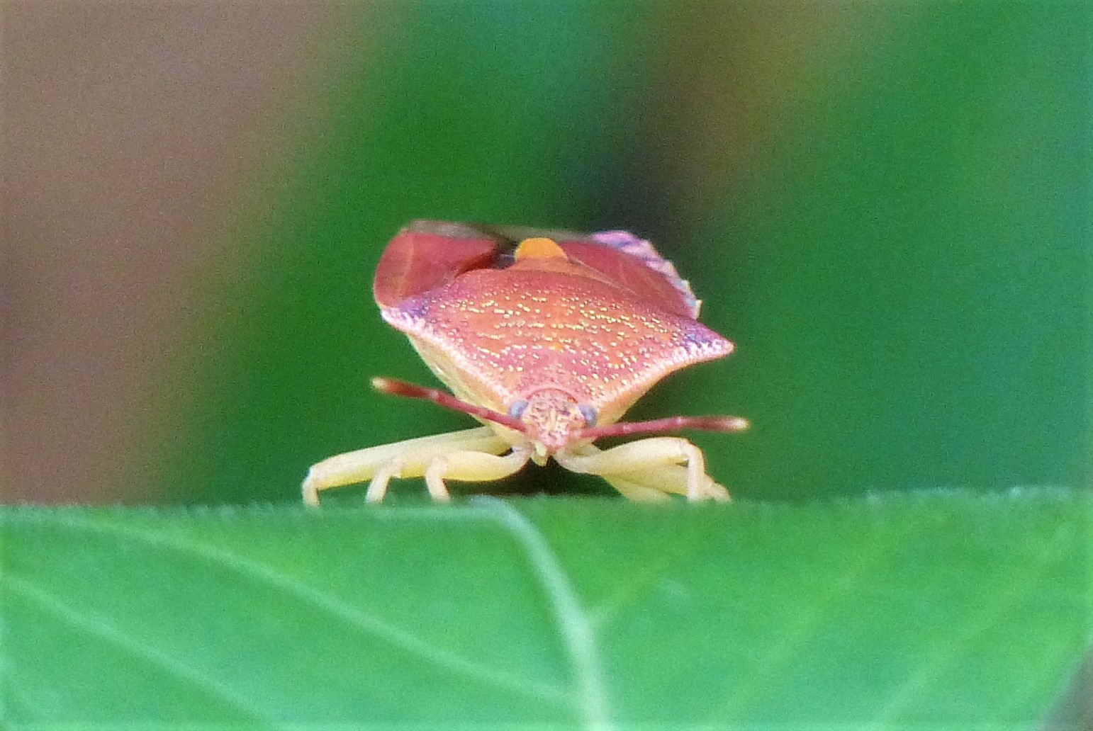 Pygoplatys Dallas, 1851