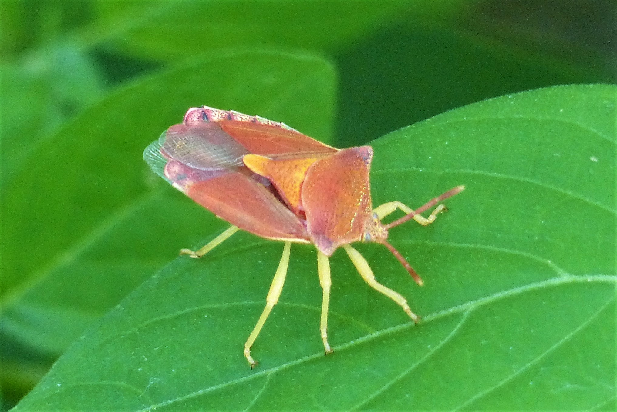 Pygoplatys Dallas, 1851