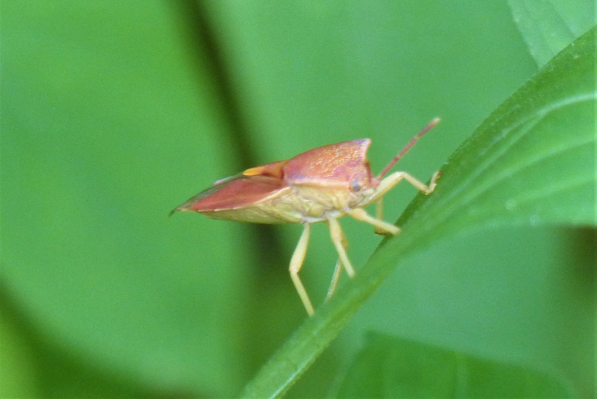 Pygoplatys Dallas, 1851