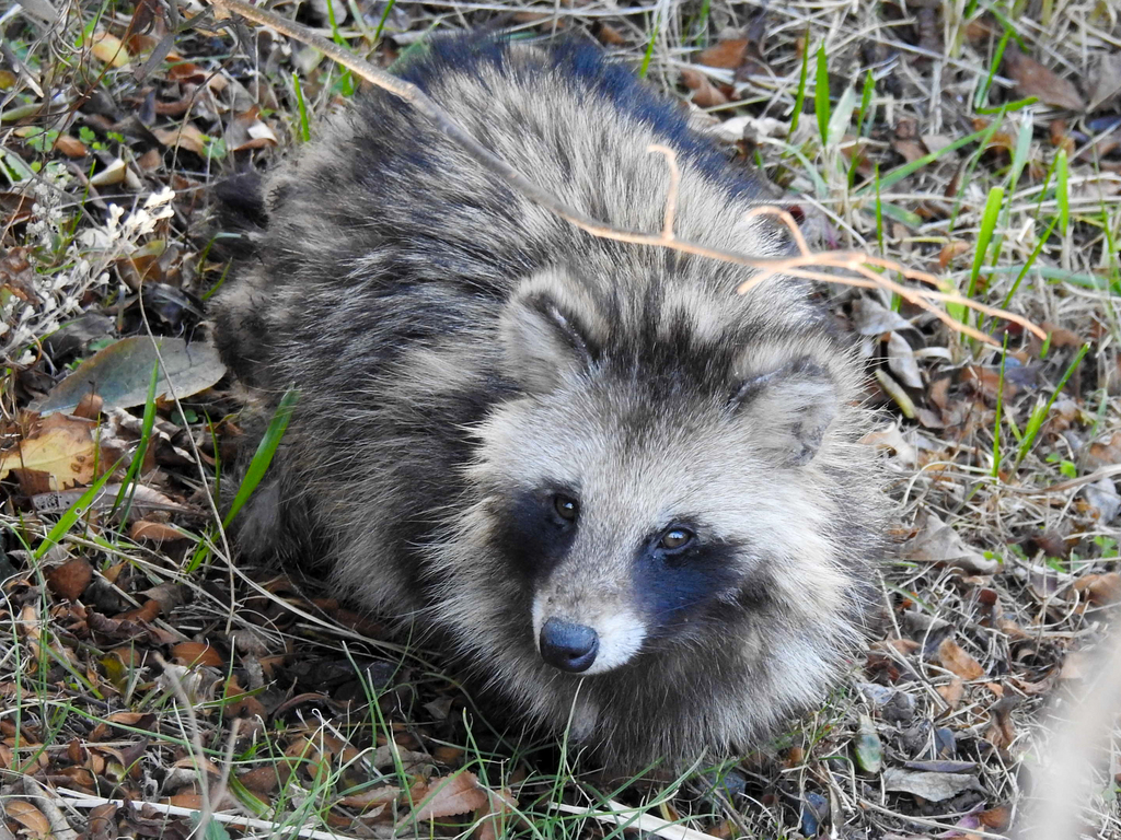 Japanese Raccoon Dog (Nyctereutes viverrinus) - Know Your Mammals