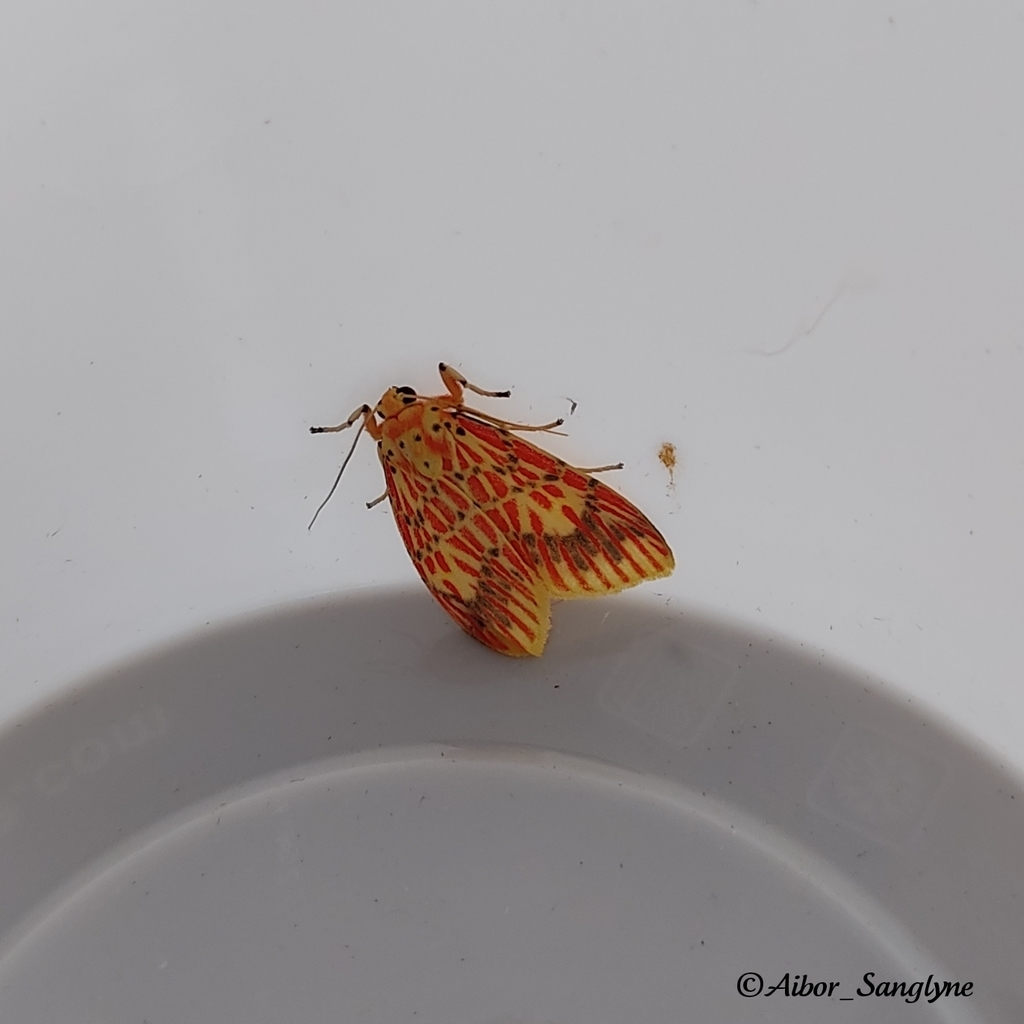 Barsine defecta from Shillong on June 02, 2021 at 12:28 PM by Aibor ...