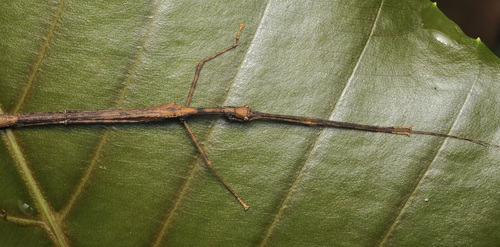 Subspecies Asceles tanarata singapura · iNaturalist