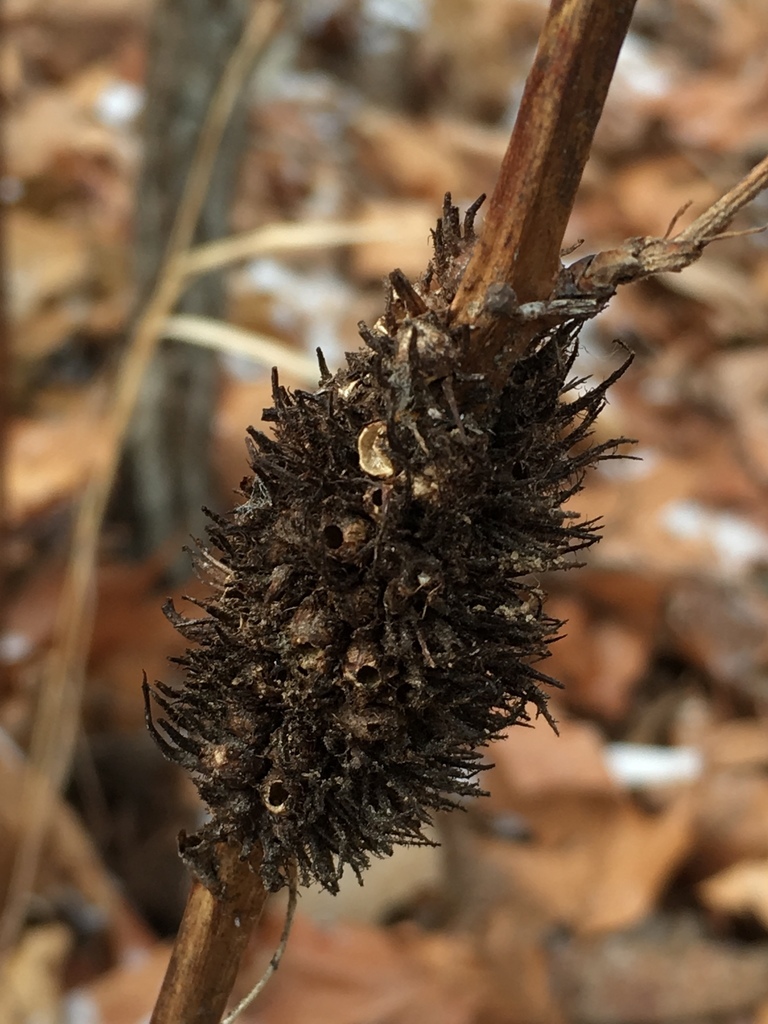 blackberry seed gall wasp (Arthropods of Long Branch/Glencarlyn Park ...