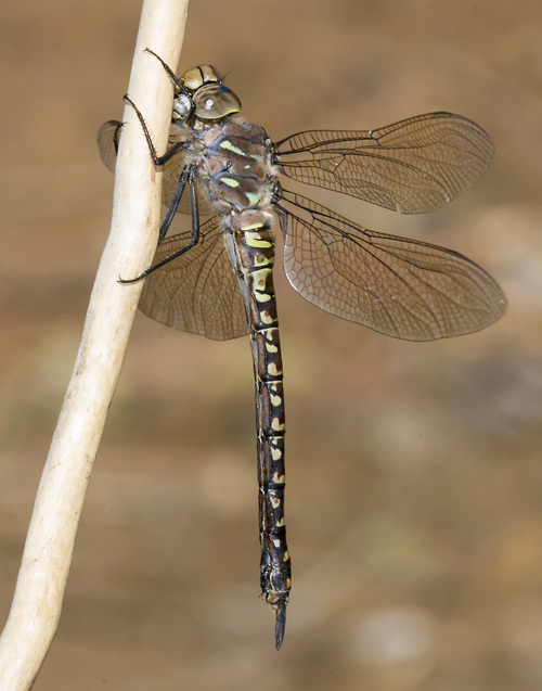 Variable Darner (Dragonflies and Damselflies of Valles Caldera National ...