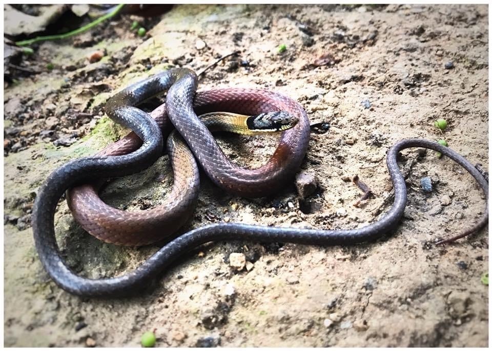 Collared Black-headed Snake from โป่งน้ำร้อน, คลองลาน, กำแพงเพชร, TH on ...