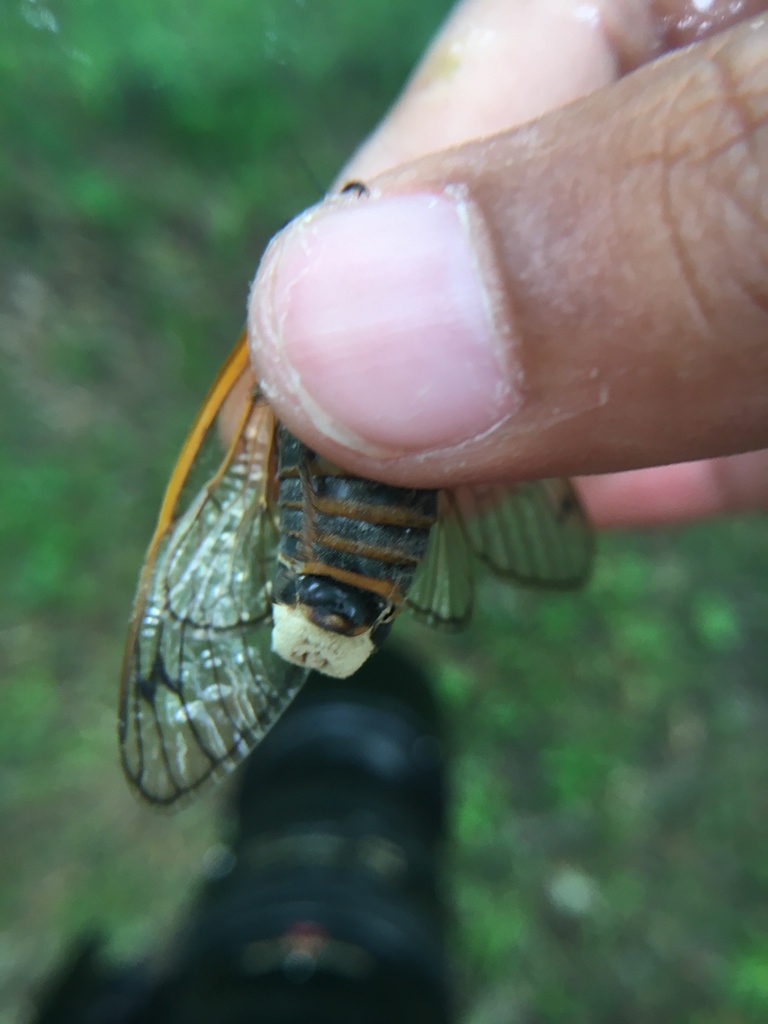 Massospora cicadina from Kendall Ridge, Columbia, MD 21045, USA on June ...