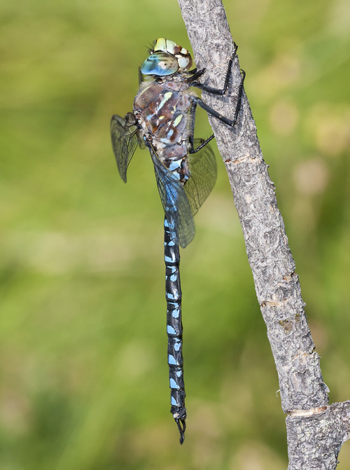Variable Darner (Dragonflies and Damselflies of Valles Caldera National ...